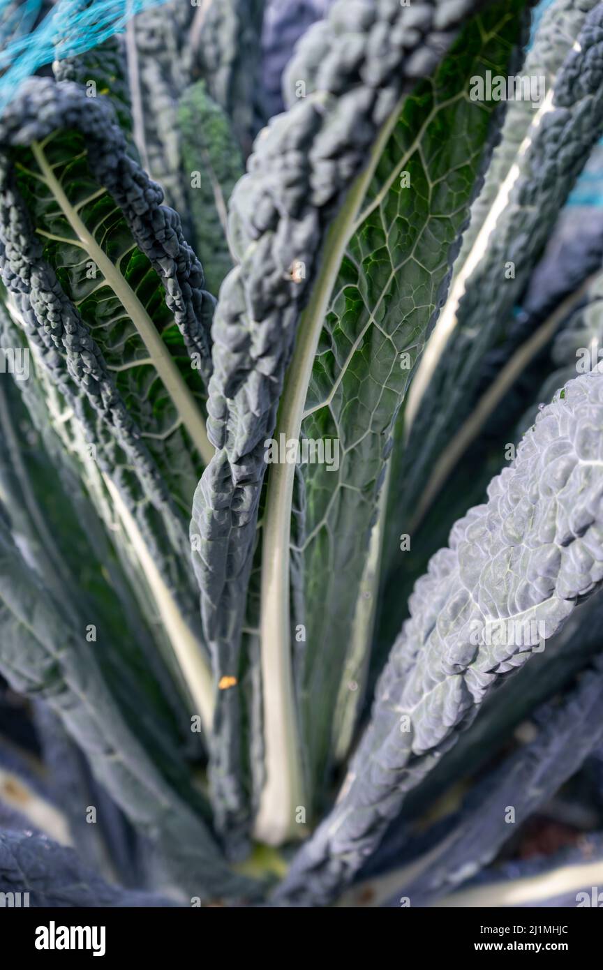 Growing in garden cavolo nero kale cabbage or black tuscan palm, vegan ...