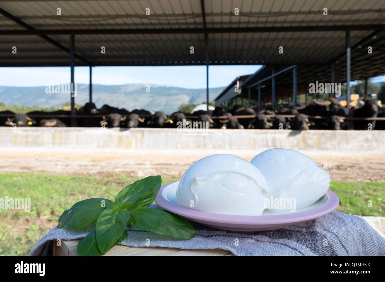 White balls of Italian soft cheese Mozzarella di Bufala Campana and ...