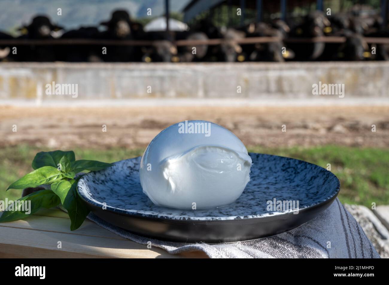 White ball of Italian soft cheese Mozzarella di Bufala Campana and ...