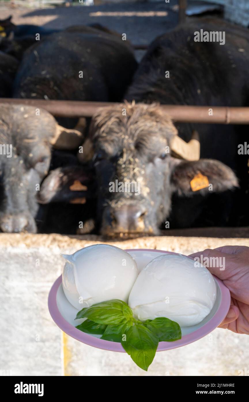 White balls of Italian soft cheese Mozzarella di Bufala Campana and ...