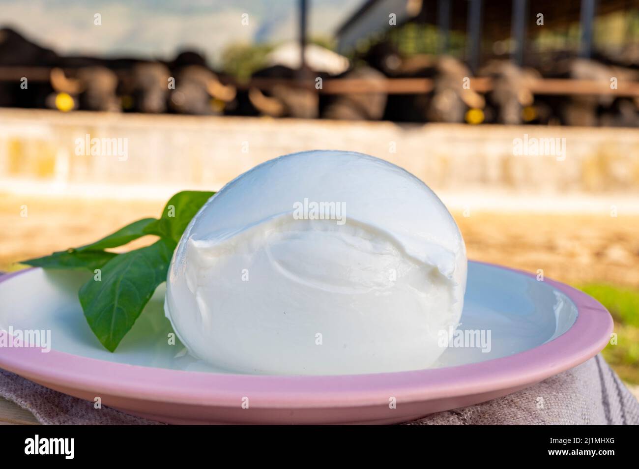 White ball of Italian soft cheese Mozzarella di Bufala Campana and ...