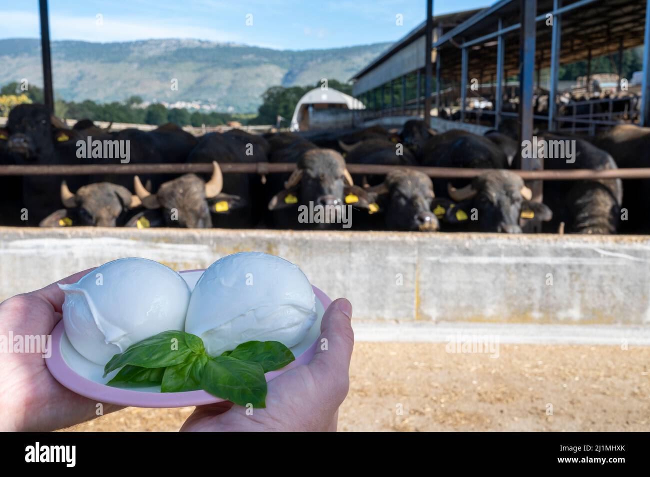 White balls of Italian soft cheese Mozzarella di Bufala Campana and ...