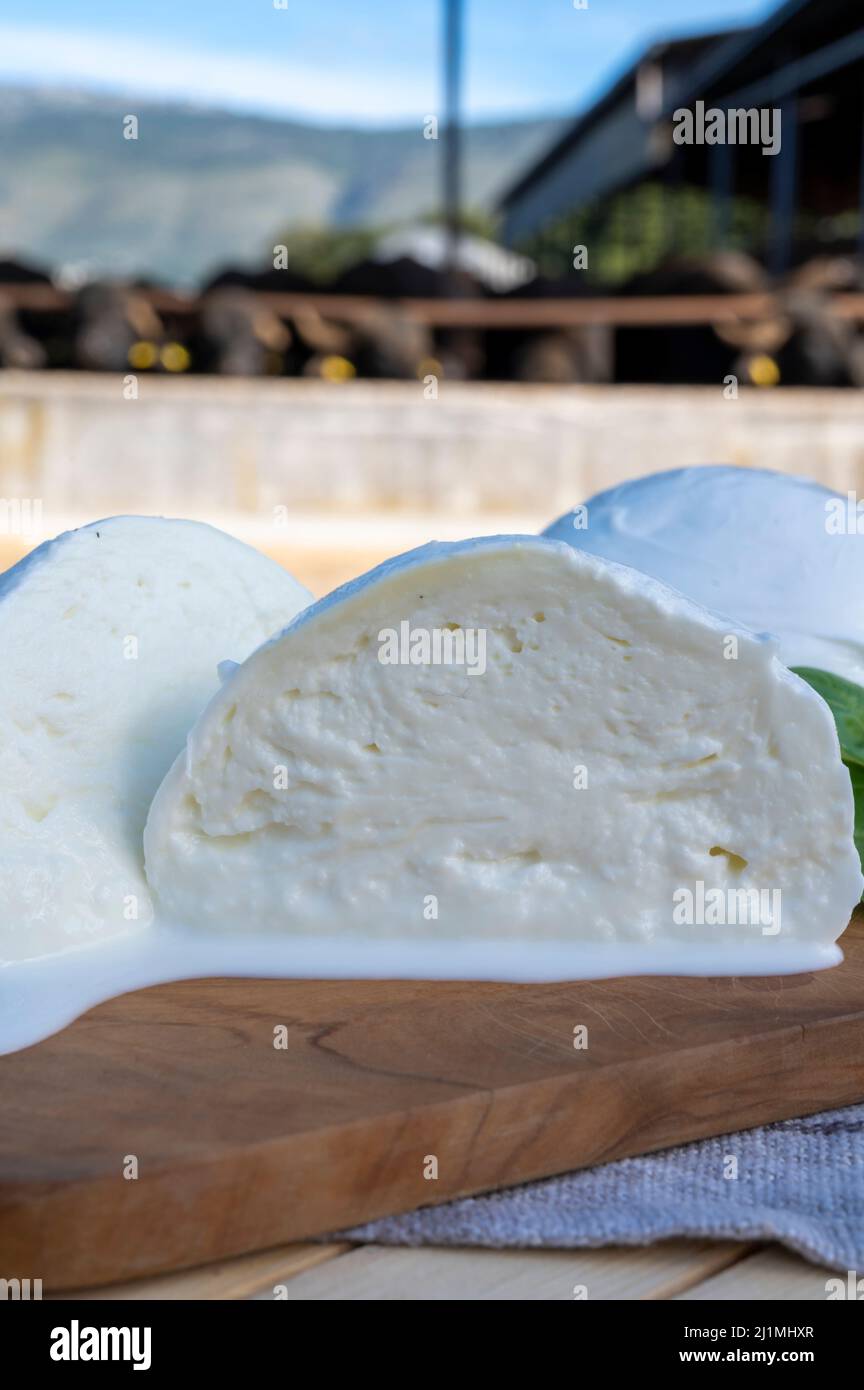 White balls of Italian soft cheese Mozzarella di Bufala Campana and ...