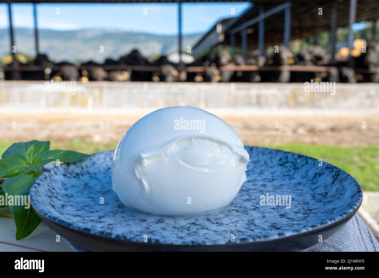 White ball of Italian soft cheese Mozzarella di Bufala Campana and ...