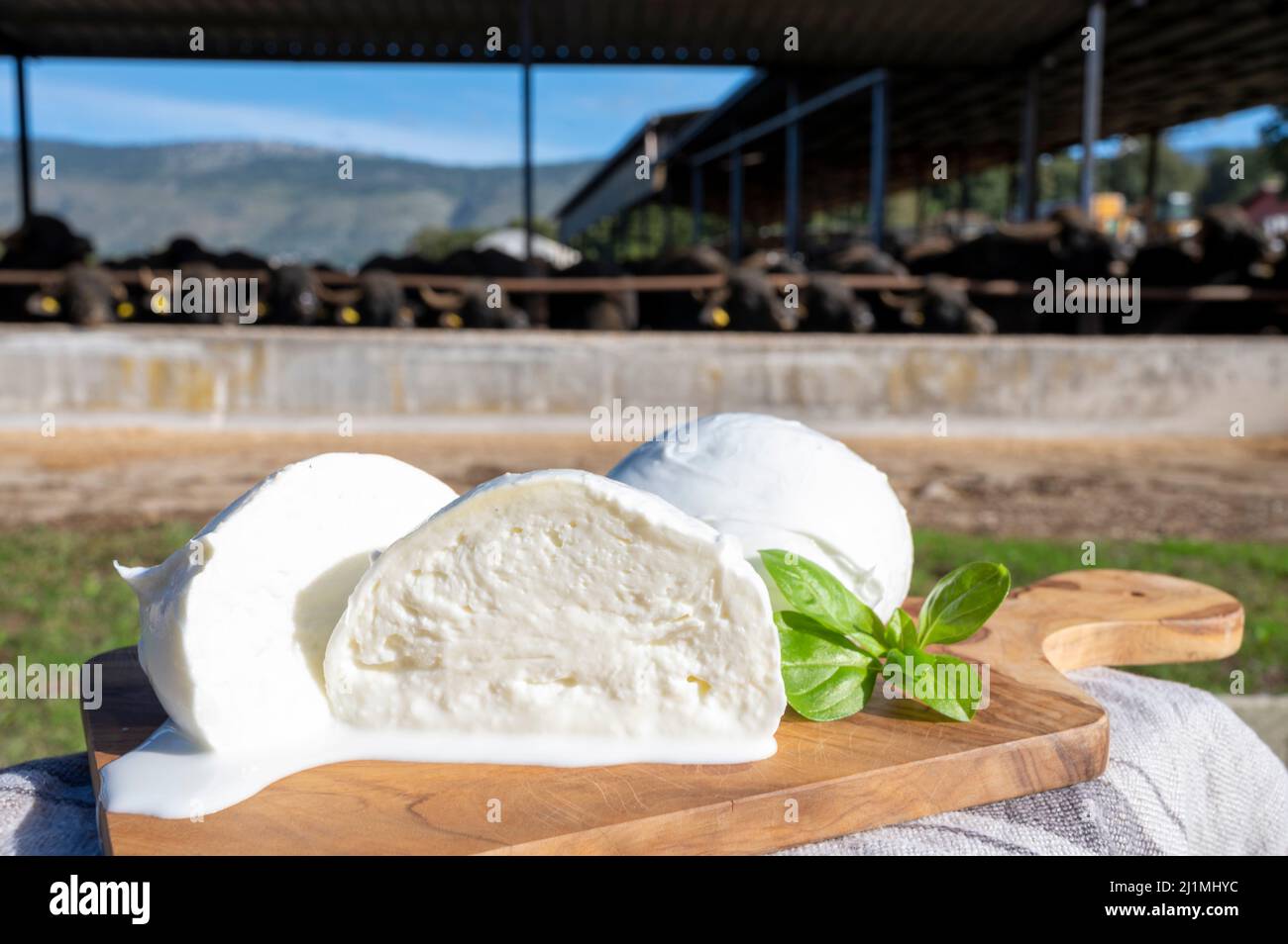 White balls of Italian soft cheese Mozzarella di Bufala Campana and ...