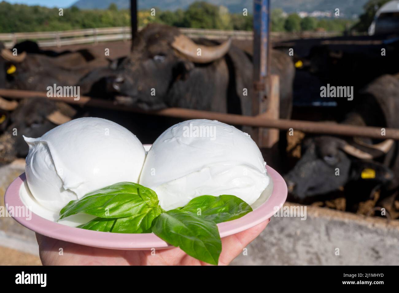 White balls of Italian soft cheese Mozzarella di Bufala Campana and ...