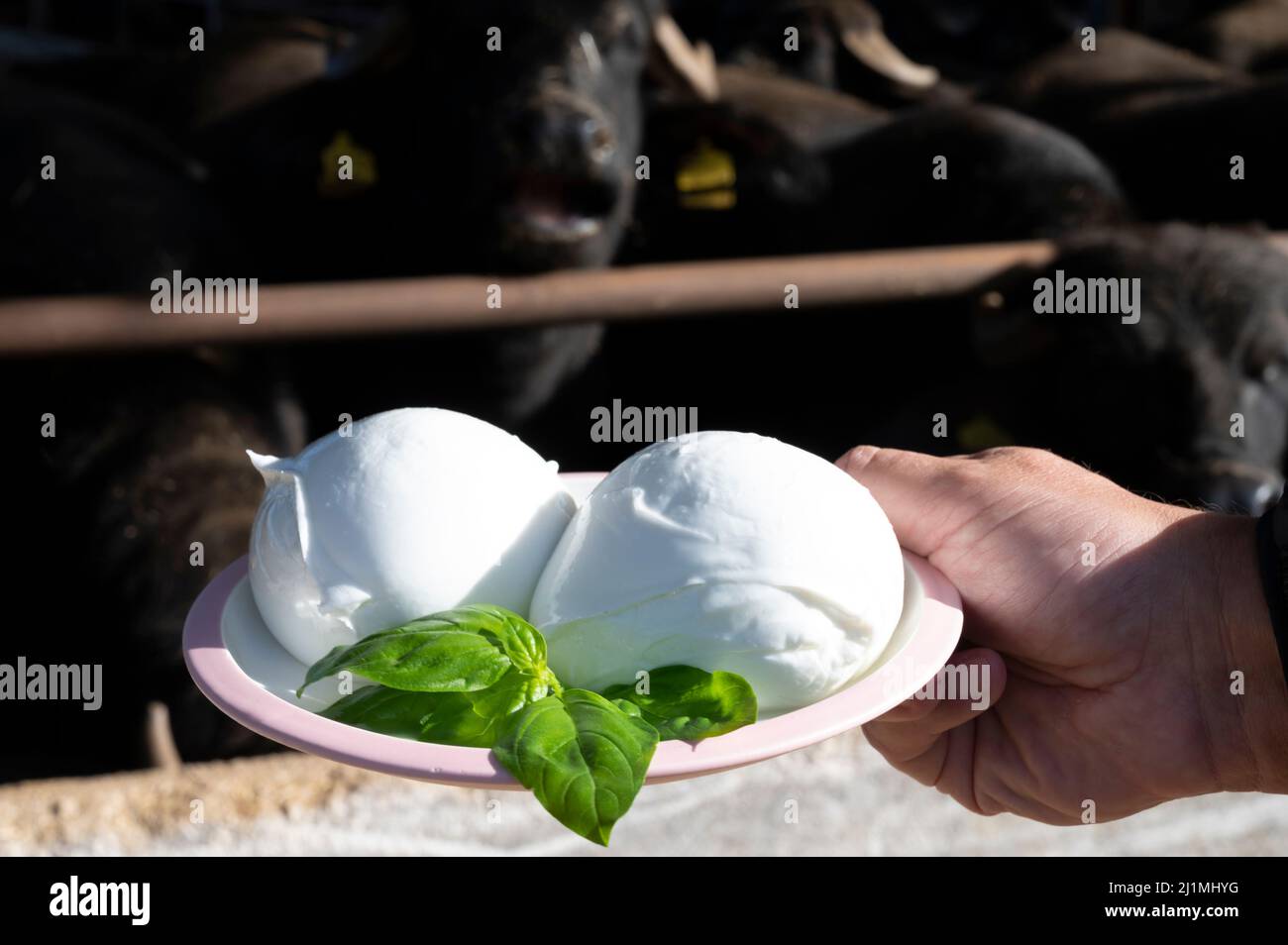 White balls of Italian soft cheese Mozzarella di Bufala Campana and ...