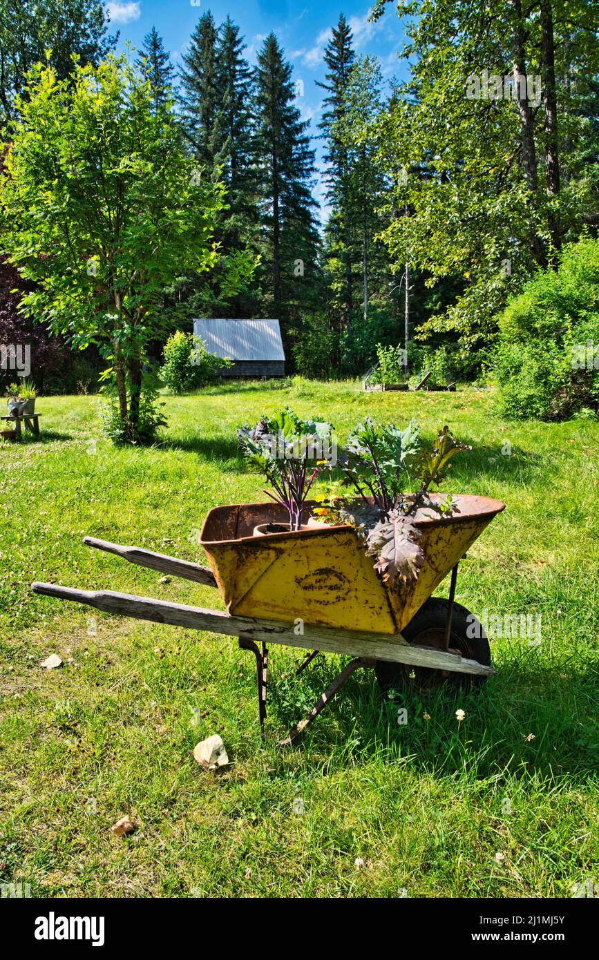 Rustic wheelbarrow with plants in a rural yard in summer Stock Photo ...