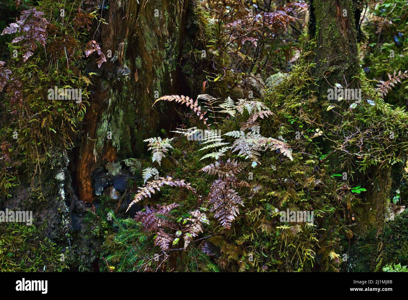 Ferns in a rainforest hi-res stock photography and images - Alamy