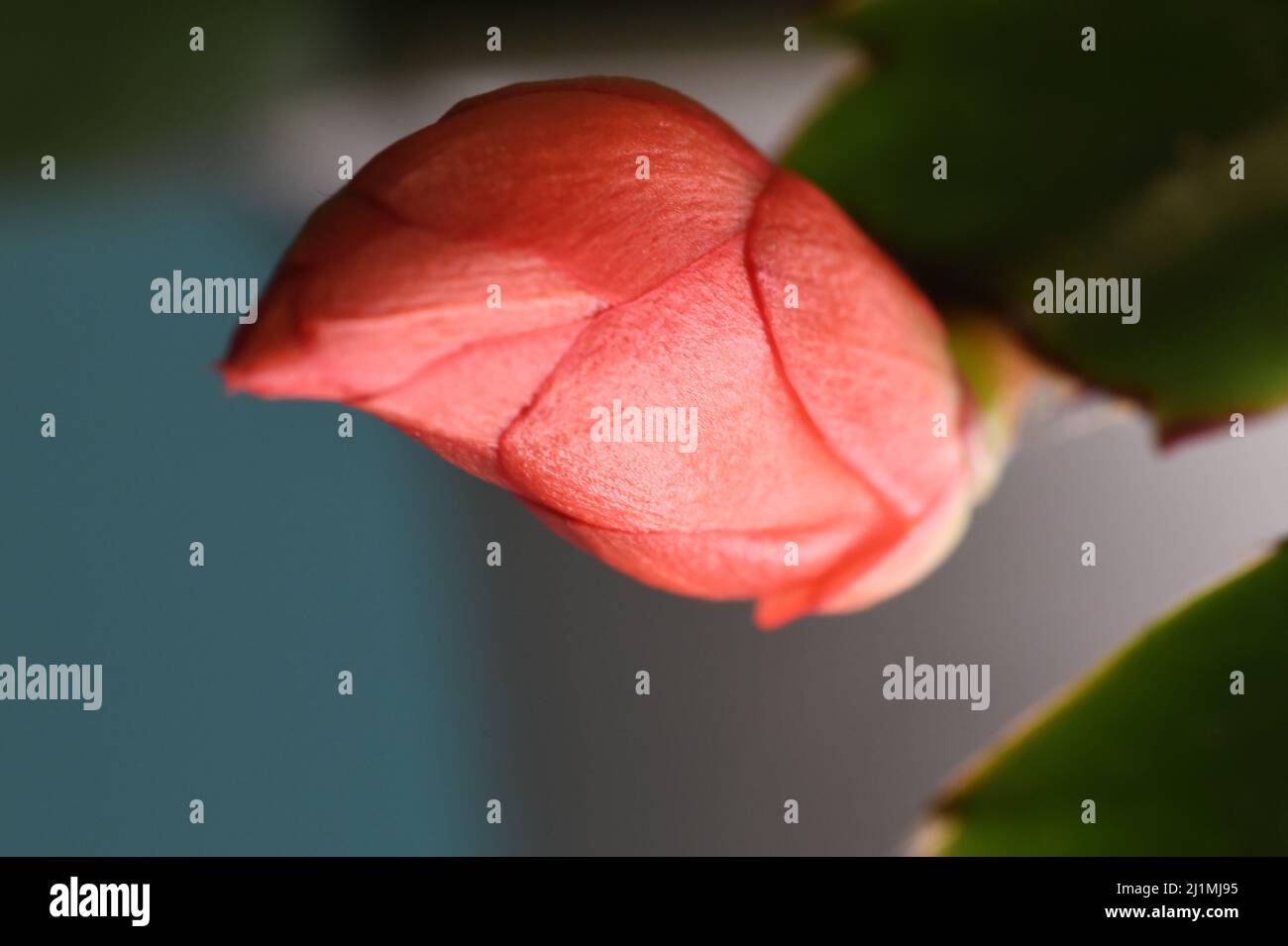 Christmas cactus bud super close-up Stock Photo - Alamy