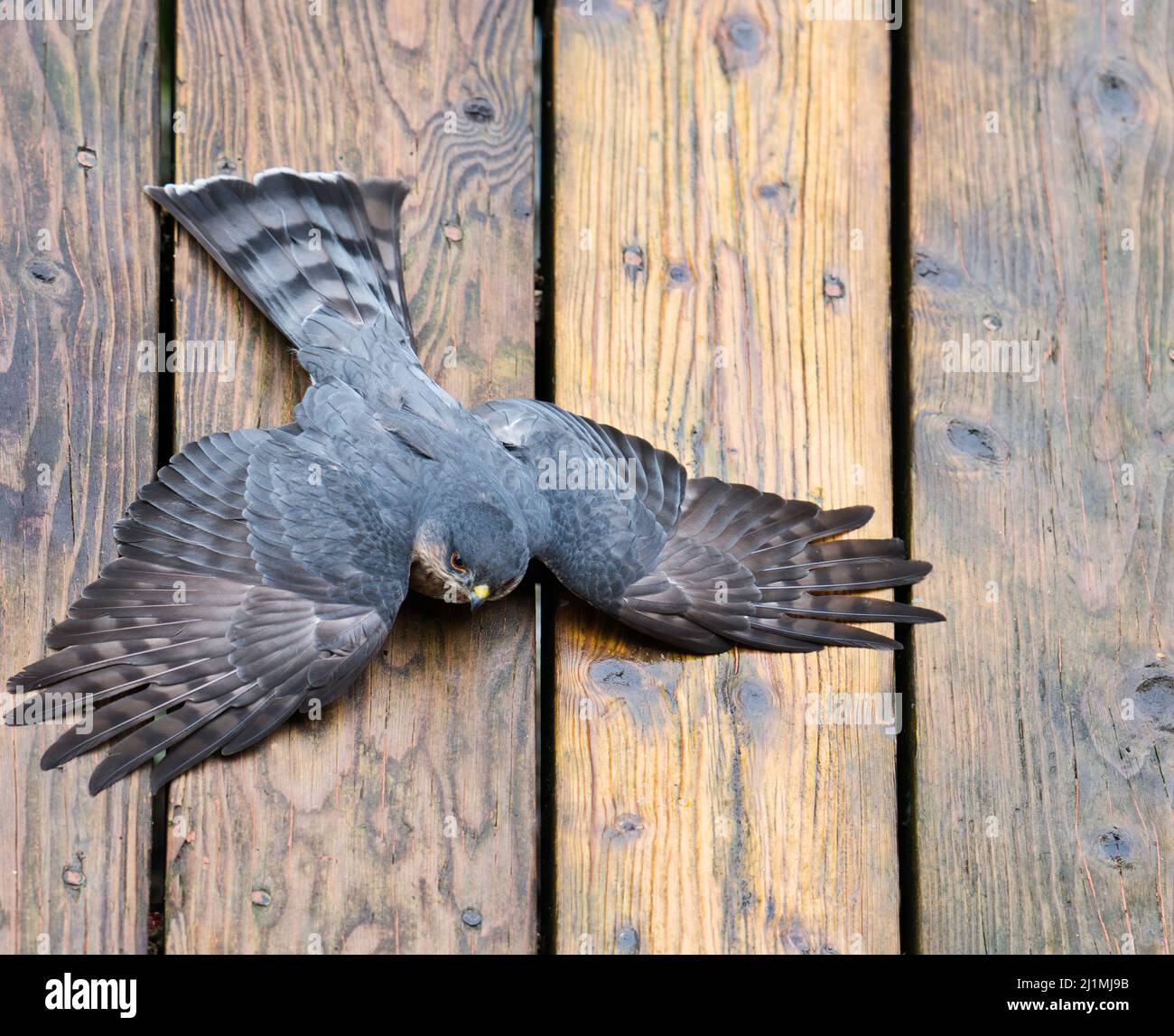 Sharp-shinned hawk lying stunned on a wooden deck after hitting a ...