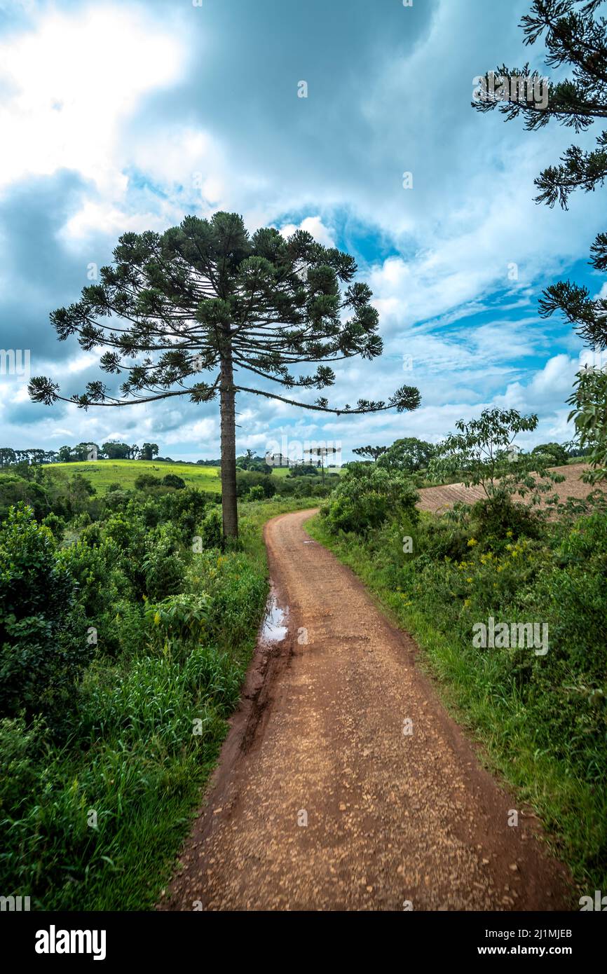 clay path in nature between forests and fields Stock Photo - Alamy