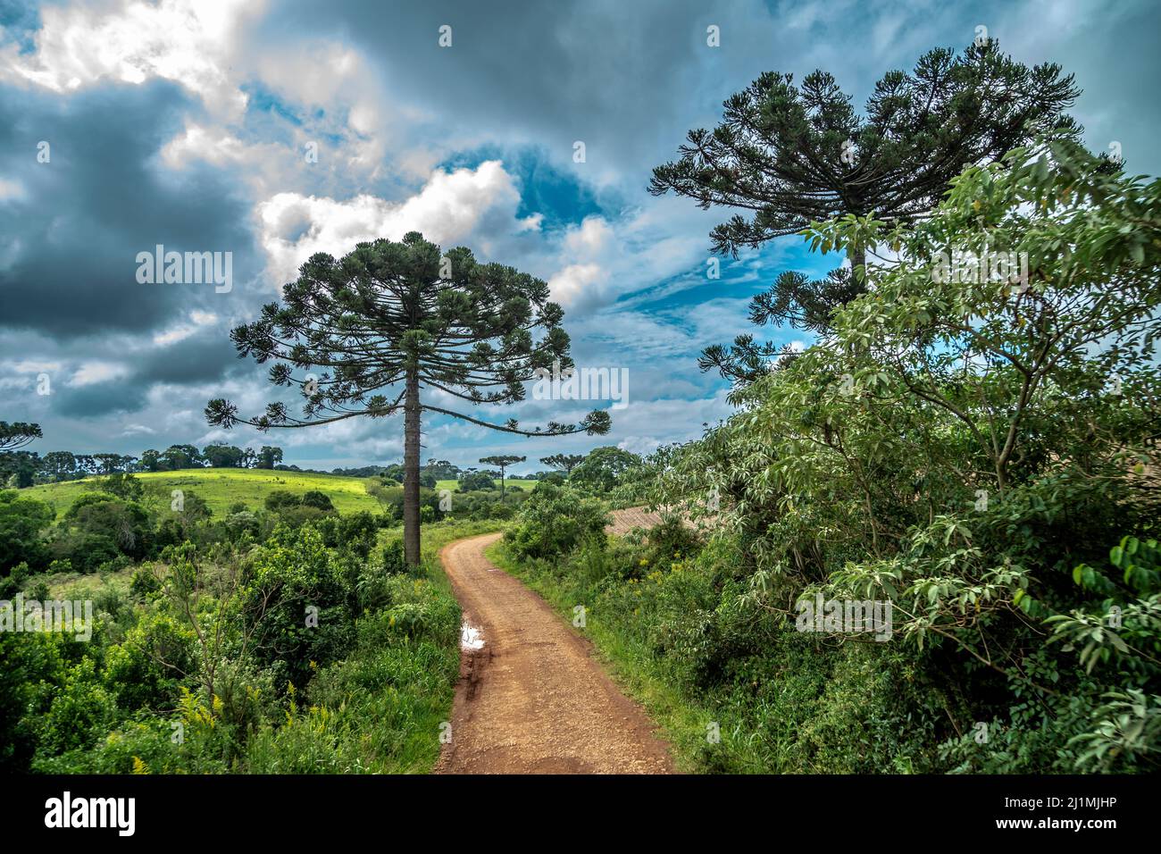 clay path in nature between forests and fields Stock Photo - Alamy