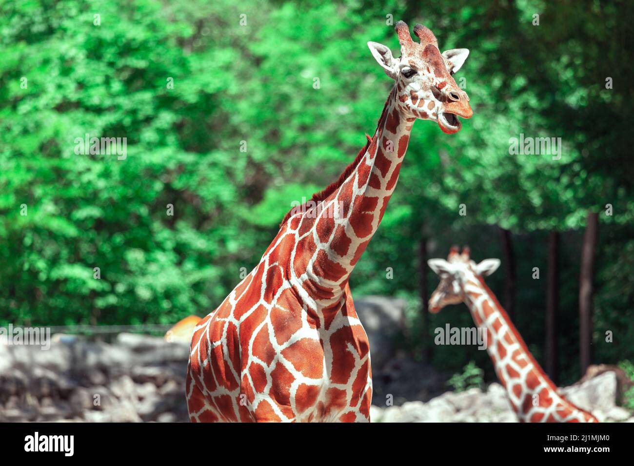 Giraffes on a green nature background . Habitat of Giraffe Stock Photo ...