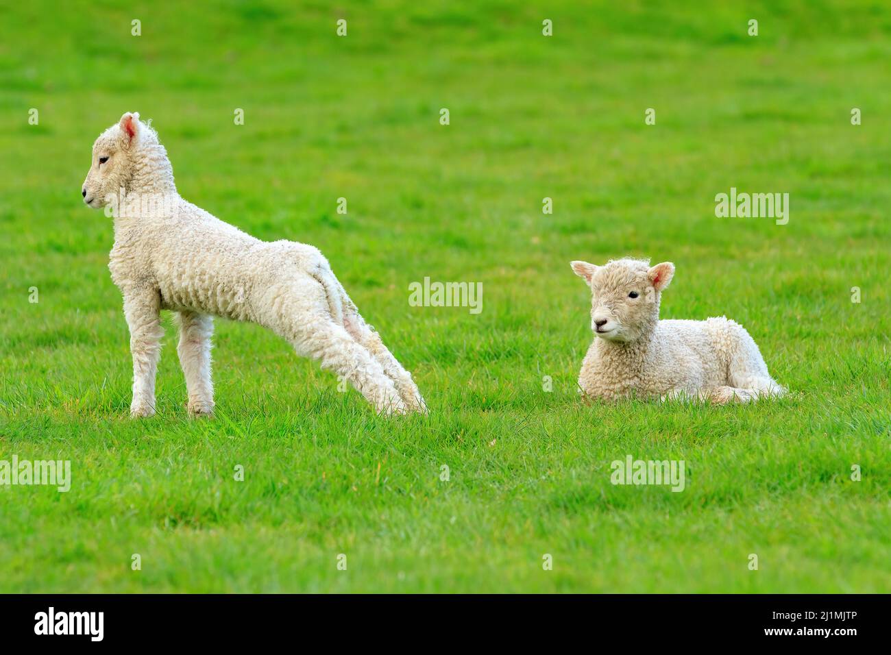 A pair of white spring lambs in a meadow, one resting, one stretching ...