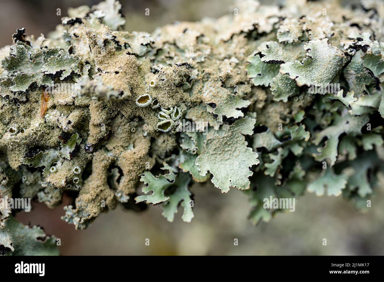 Pinhead lichen hi-res stock photography and images - Alamy