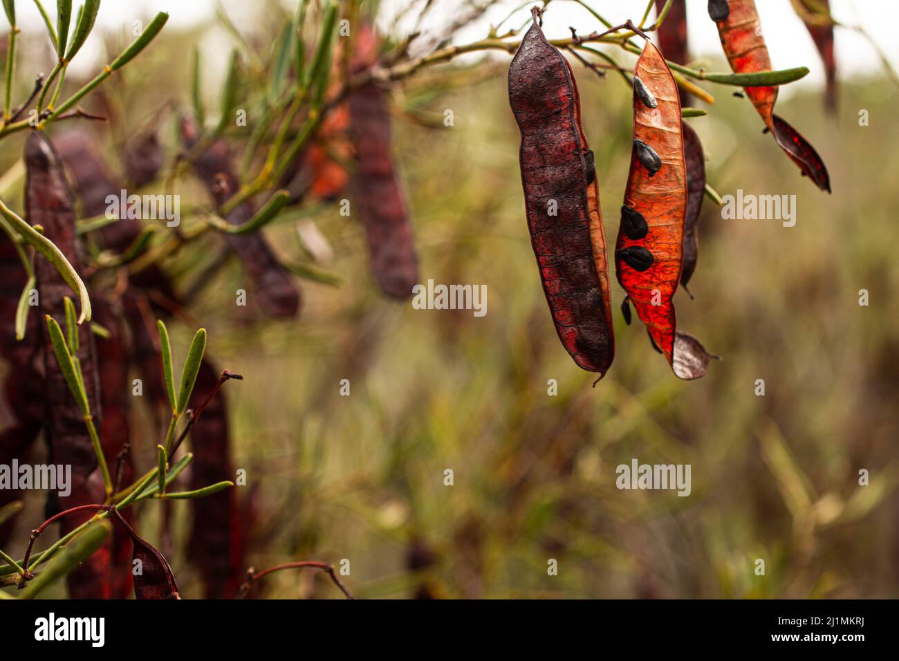 backlit seed pods of acacia in goldfields Stock Photo - Alamy