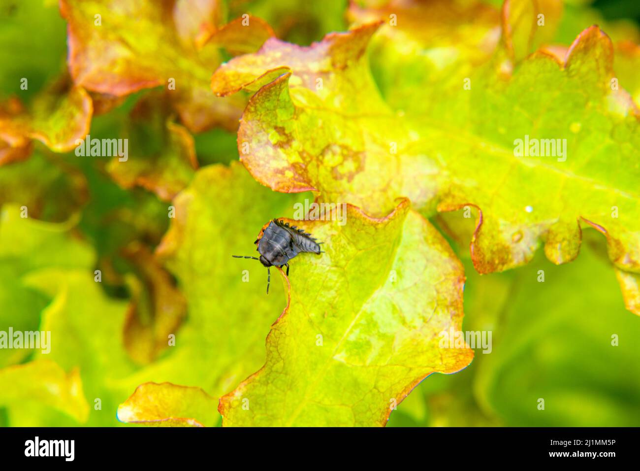 black and scary dead beetle larva or Aclypea opaca feeding on lettuce ...