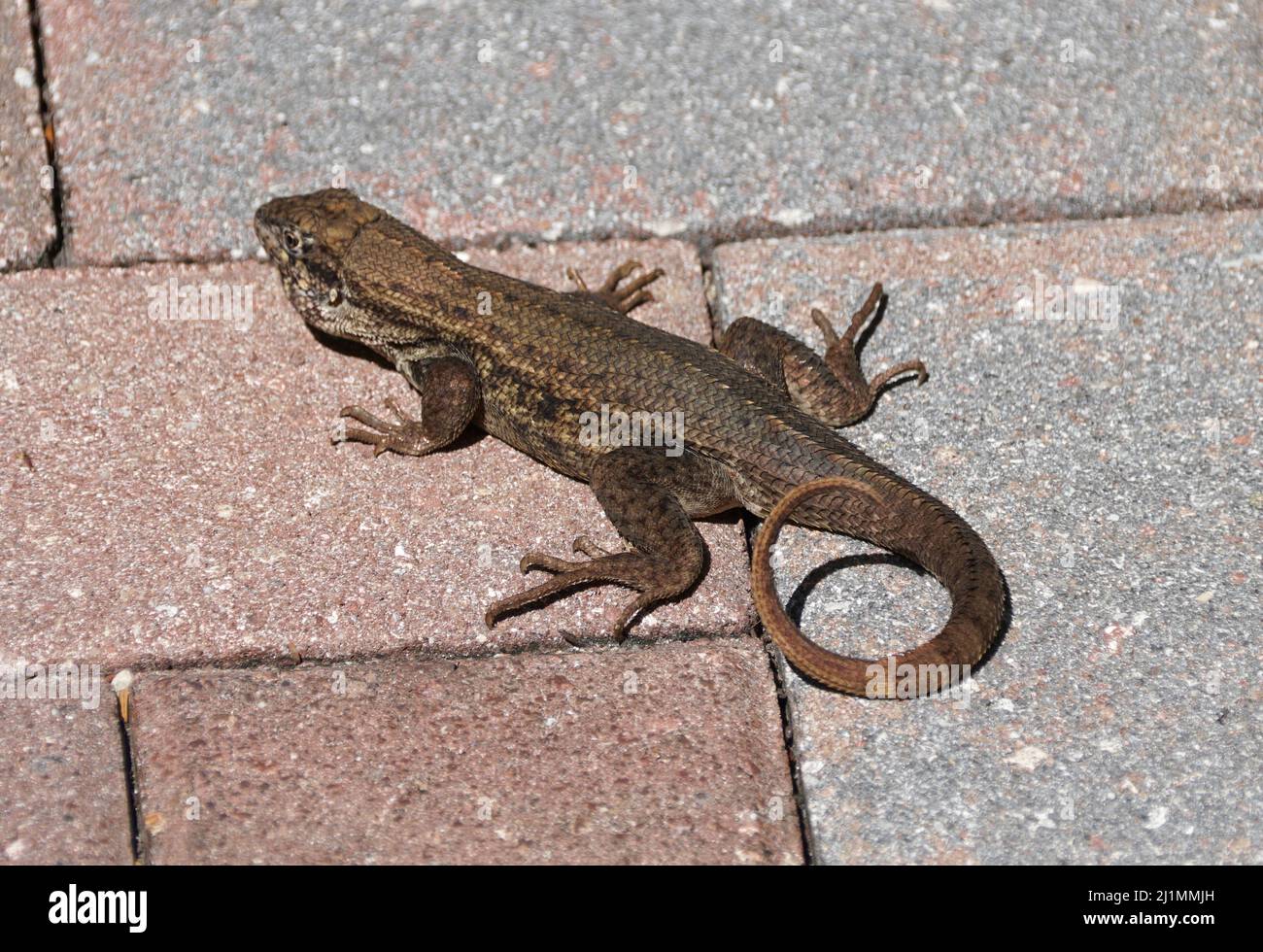 A lizard on the road hi-res stock photography and images - Alamy