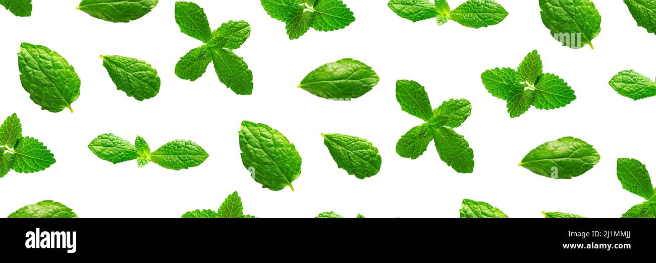 Banner Background of fresh mint leaves on white backdrop Stock Photo ...