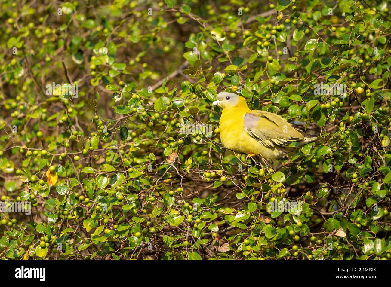 Yellow footed green pigeon or yellow legged green pigeon bird on Jujube ...