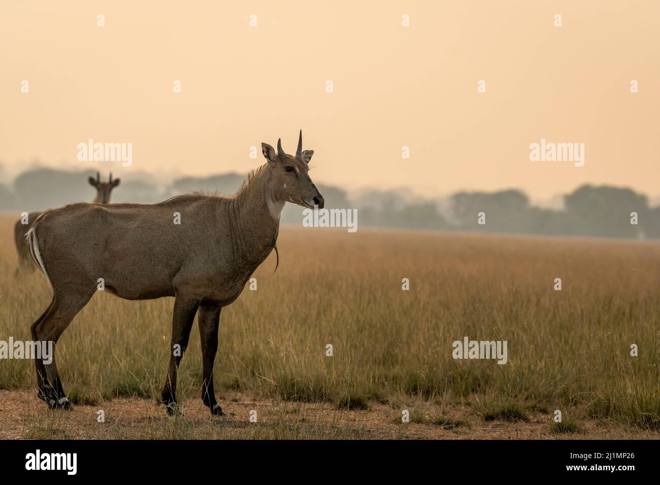 male nilgai or blue bull or Boselaphus tragocamelus a Largest Asian ...