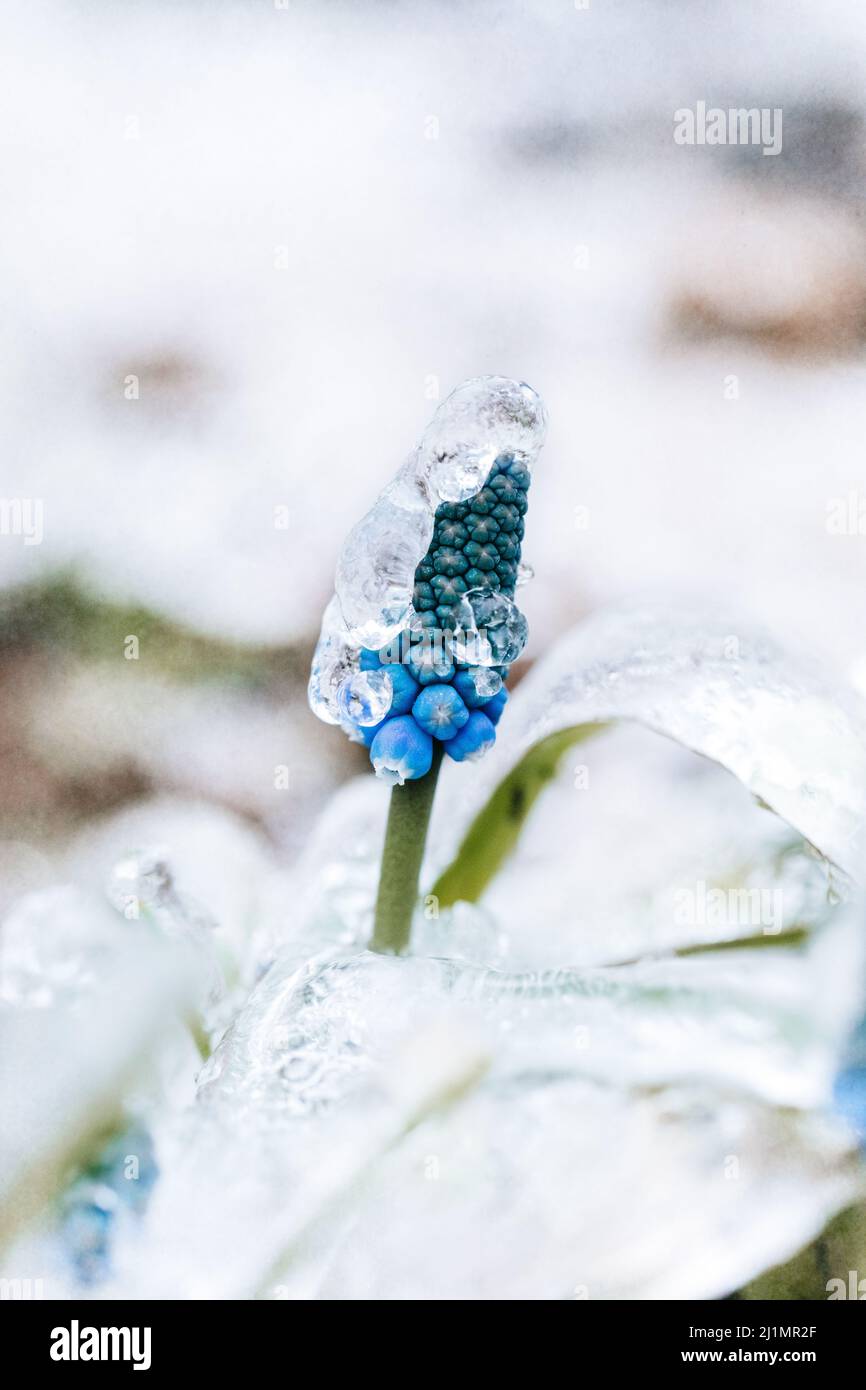 Blooms emerge hi-res stock photography and images - Alamy