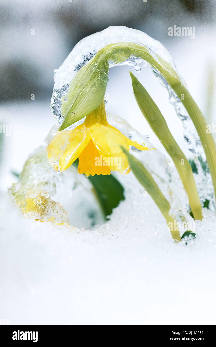 Growing surviving hi-res stock photography and images - Alamy