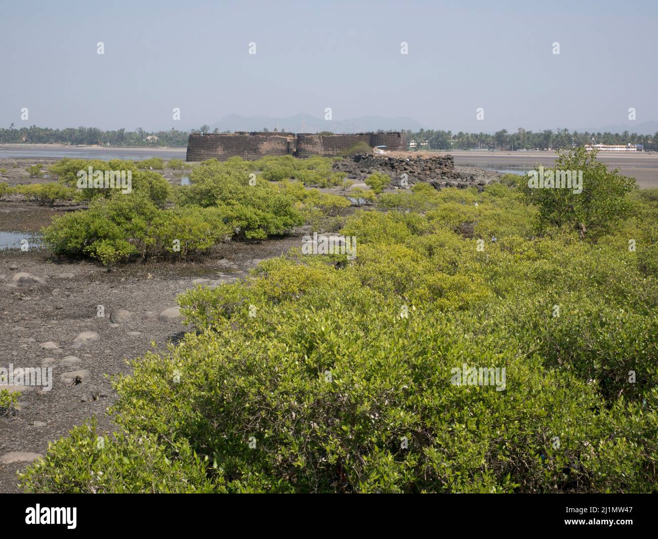 Kolaba Fort is sarrounded by Mangrove Forest It is situated in the sea ...