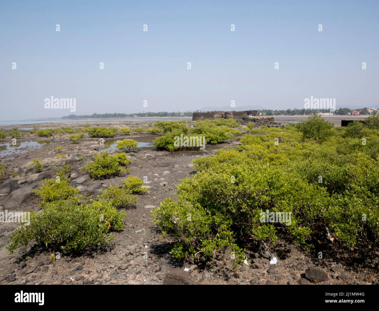 Kolaba Fort is sarrounded by Mangrove Forest It is situated in the sea ...