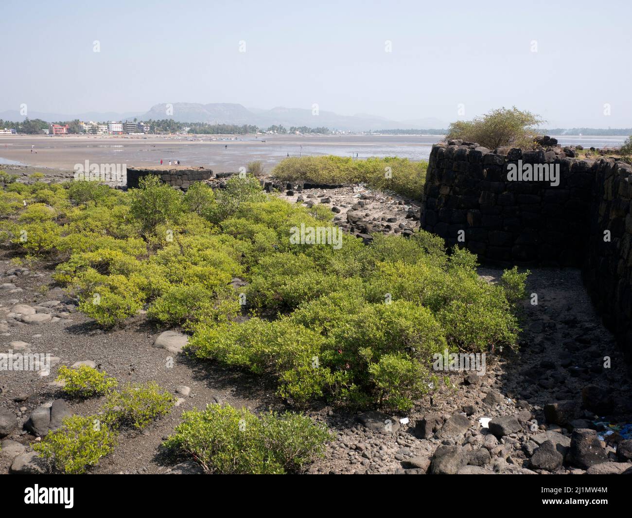 Kolaba Fort is sarrounded by Mangrove Forest It is situated in the sea ...