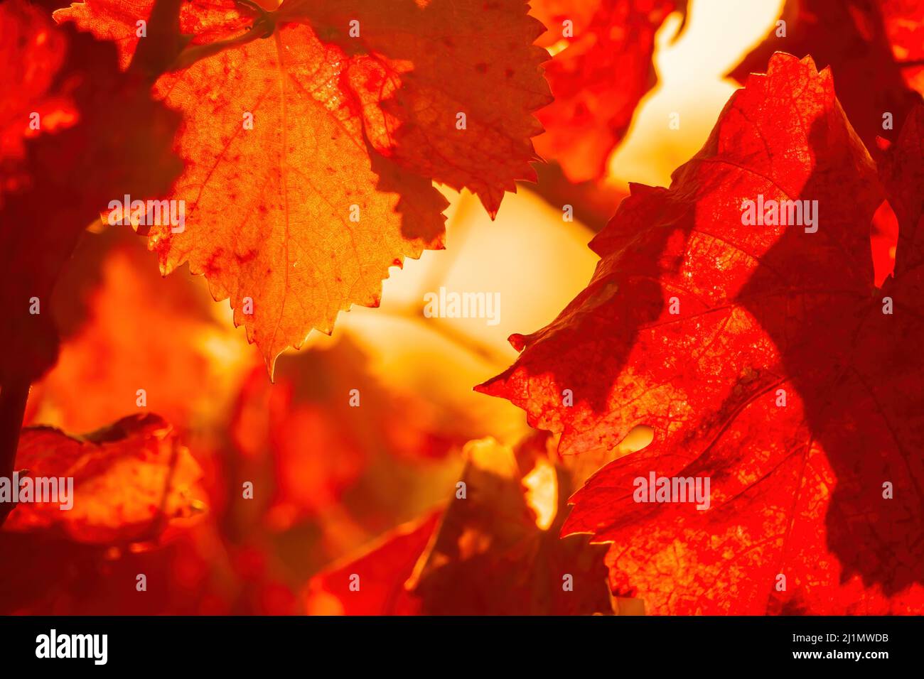 Bright autumn red orange yellow grapevine leaves at vineyard in warm ...