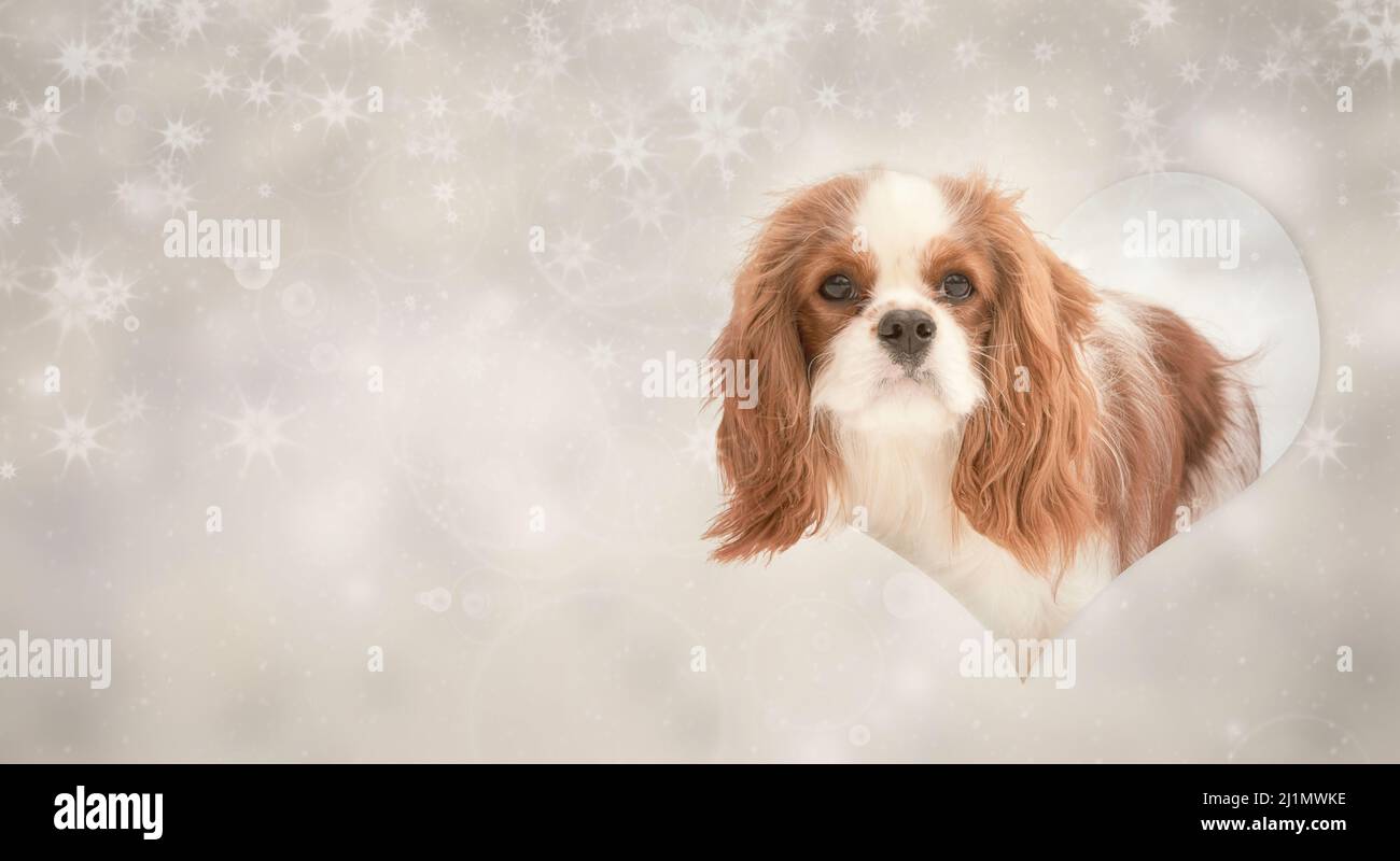 Heart dog hi-res stock photography and images - Alamy