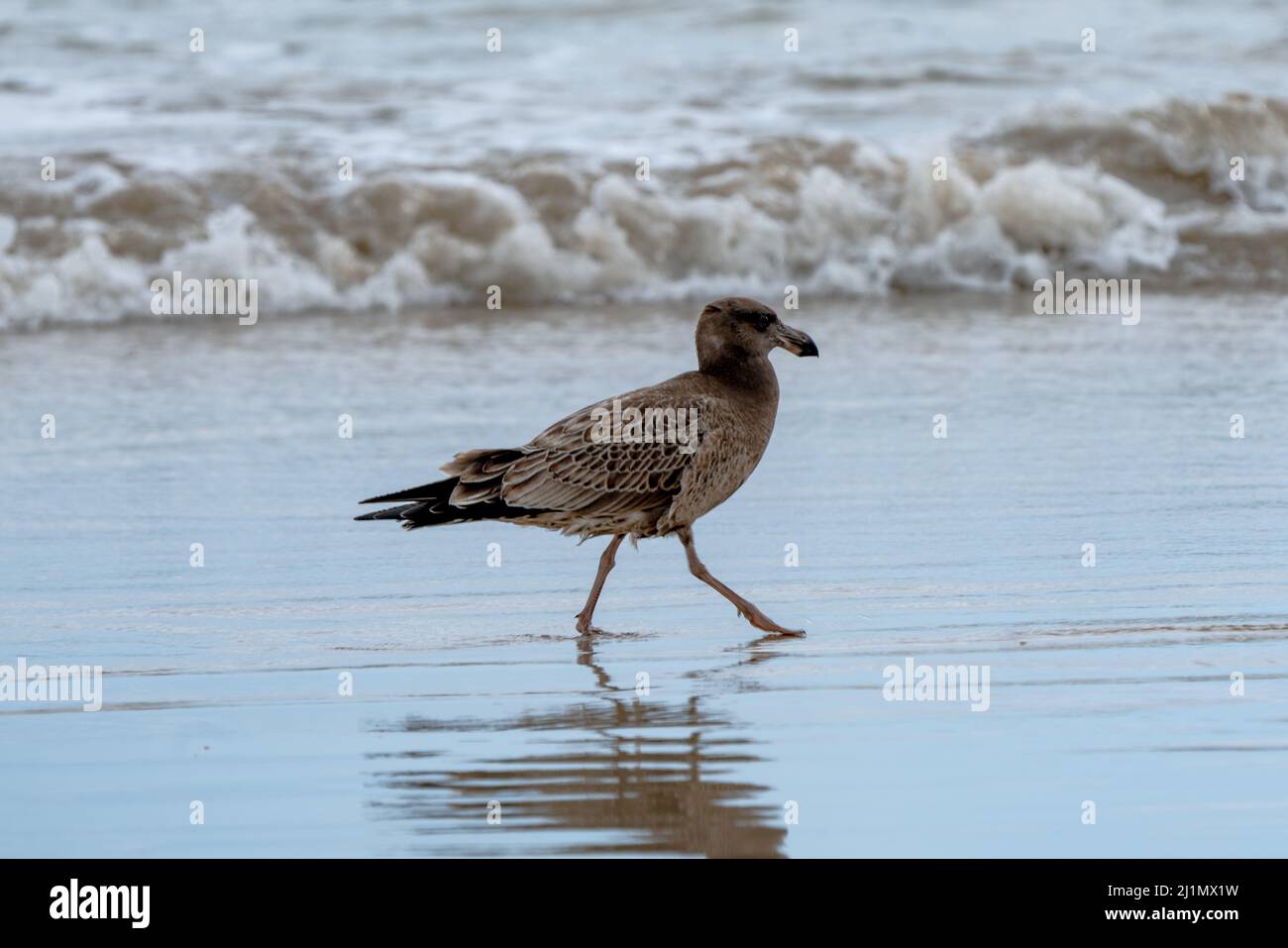 Larus pacificus pacific gull hi-res stock photography and images - Alamy