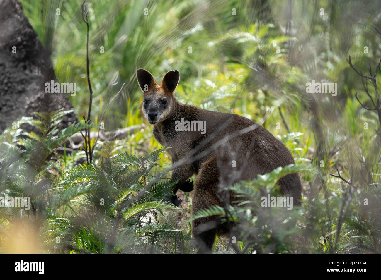 Biodiversity of grasslands hi-res stock photography and images - Alamy