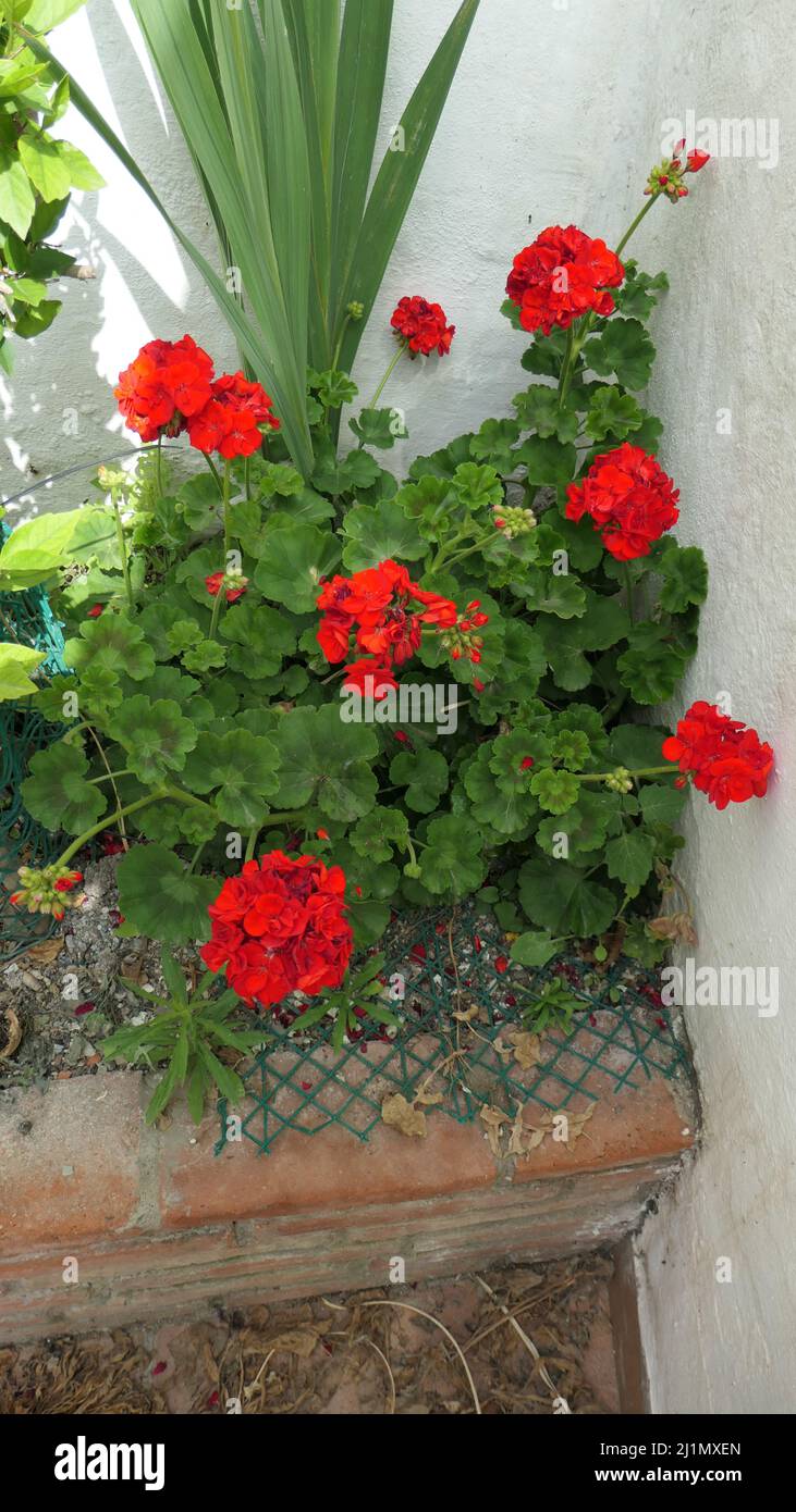 Geraniums flowering hi-res stock photography and images - Alamy