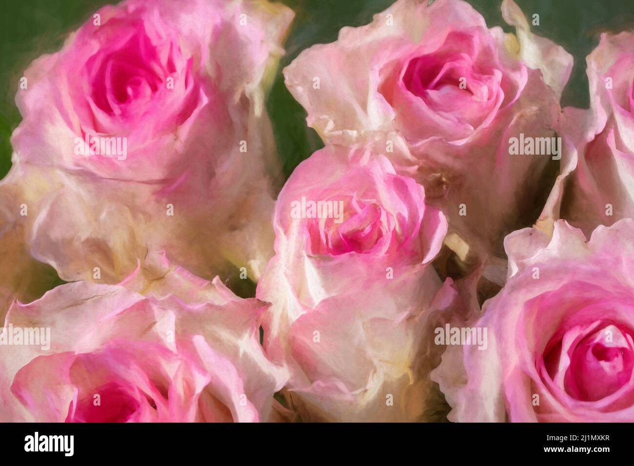 Digital painting of a bunch of pink and white roses in bloom in a ...