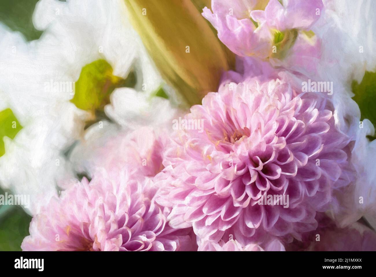Digital painting of pink Chrysanthemum flowers in bloom with a shallow ...
