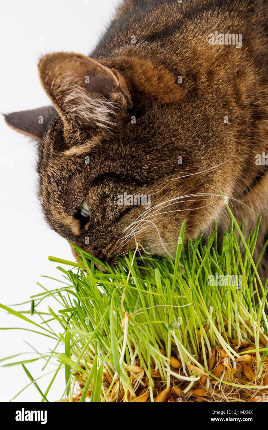 gray domestic tabby cat eating fresh green oats sprouts close-up on ...