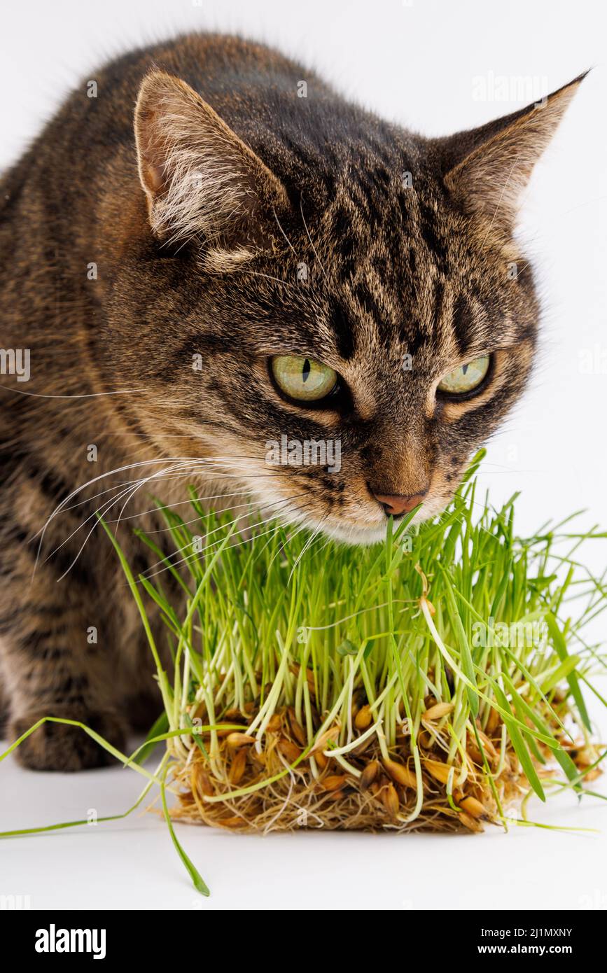 gray domestic tabby cat eating fresh green oats sprouts close-up on ...