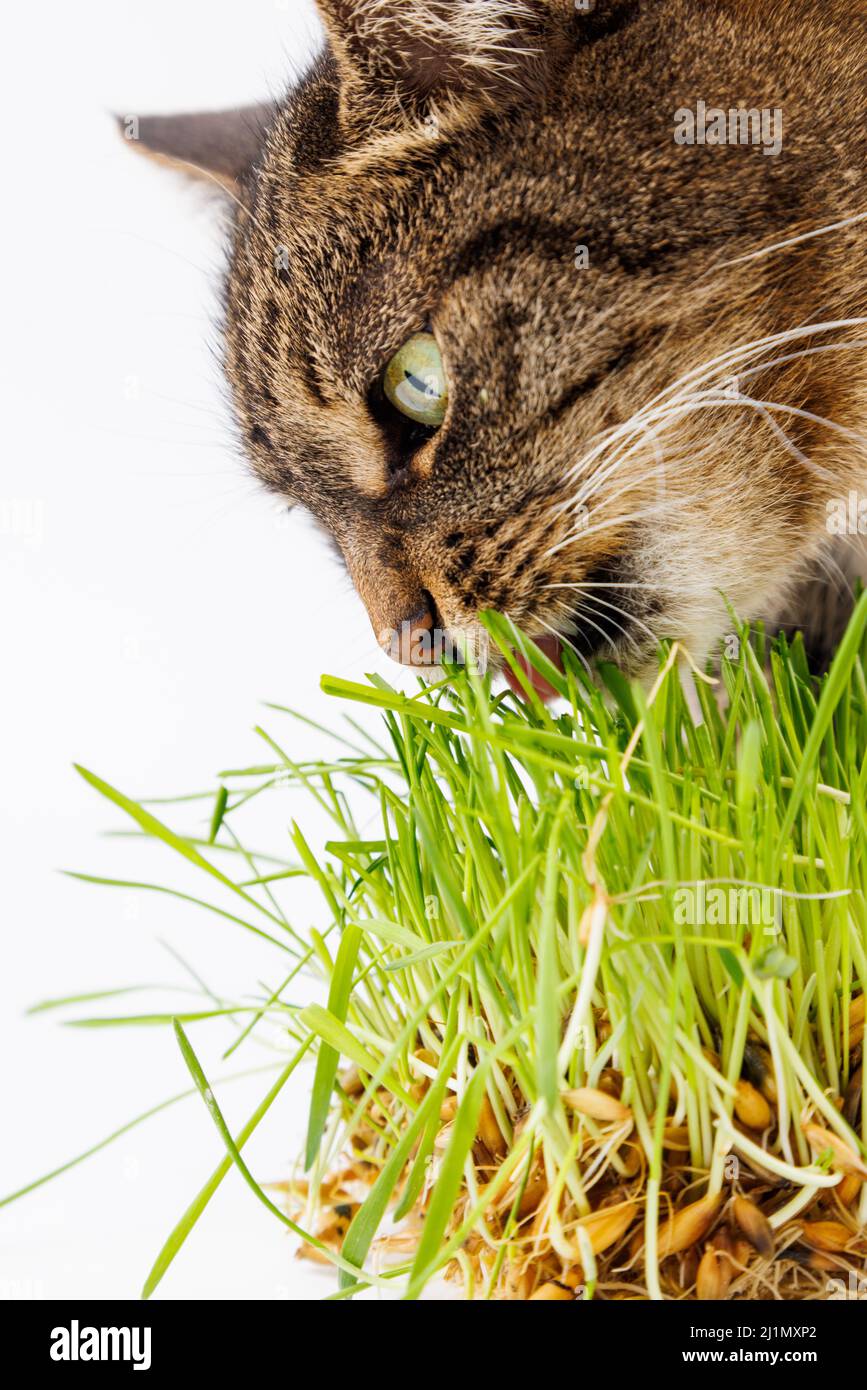 gray domestic tabby cat eating fresh green oats sprouts close-up on ...