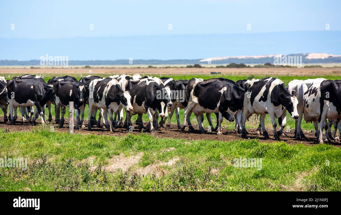 Holstein dairy cows being herded on a farm in the south east South ...