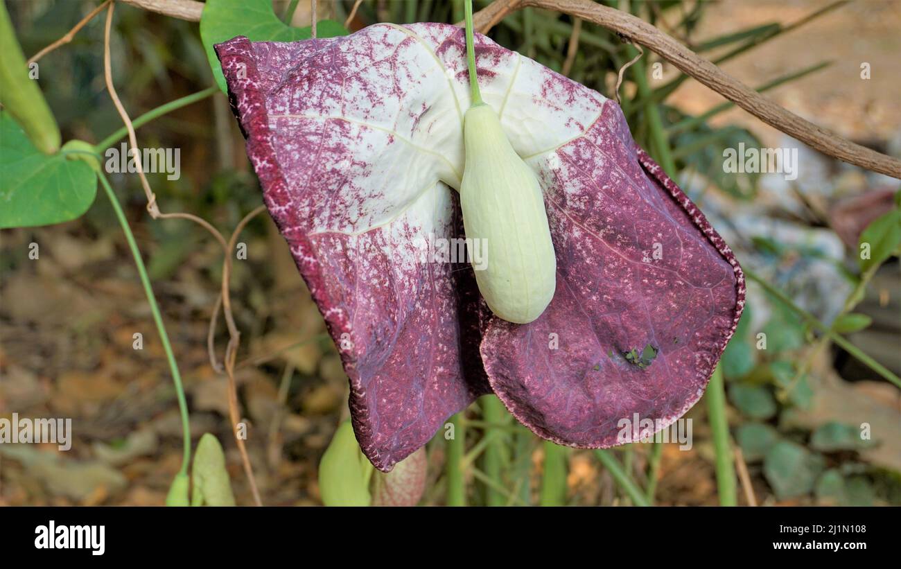 Flowers of Aristolochia littoralis, Calico flower, Dutchmans pipe etc ...