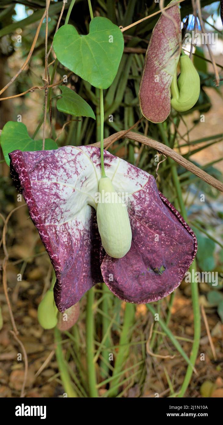 Flowers of Aristolochia littoralis, Calico flower, Dutchmans pipe etc ...