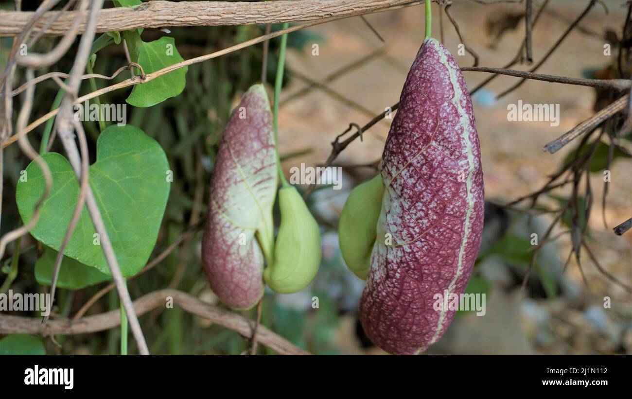 Flowers of Aristolochia littoralis, Calico flower, Dutchmans pipe etc ...