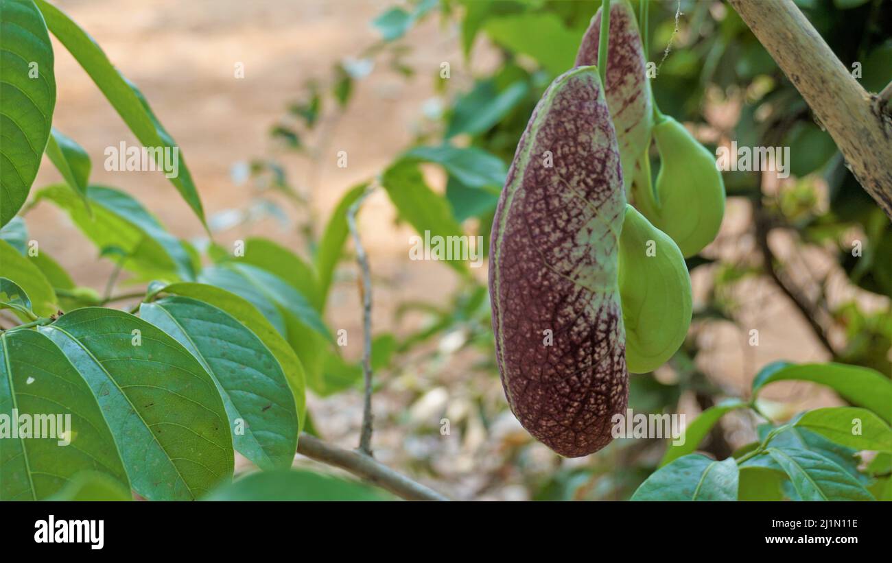 Flowers of Aristolochia littoralis, Calico flower, Dutchmans pipe etc ...