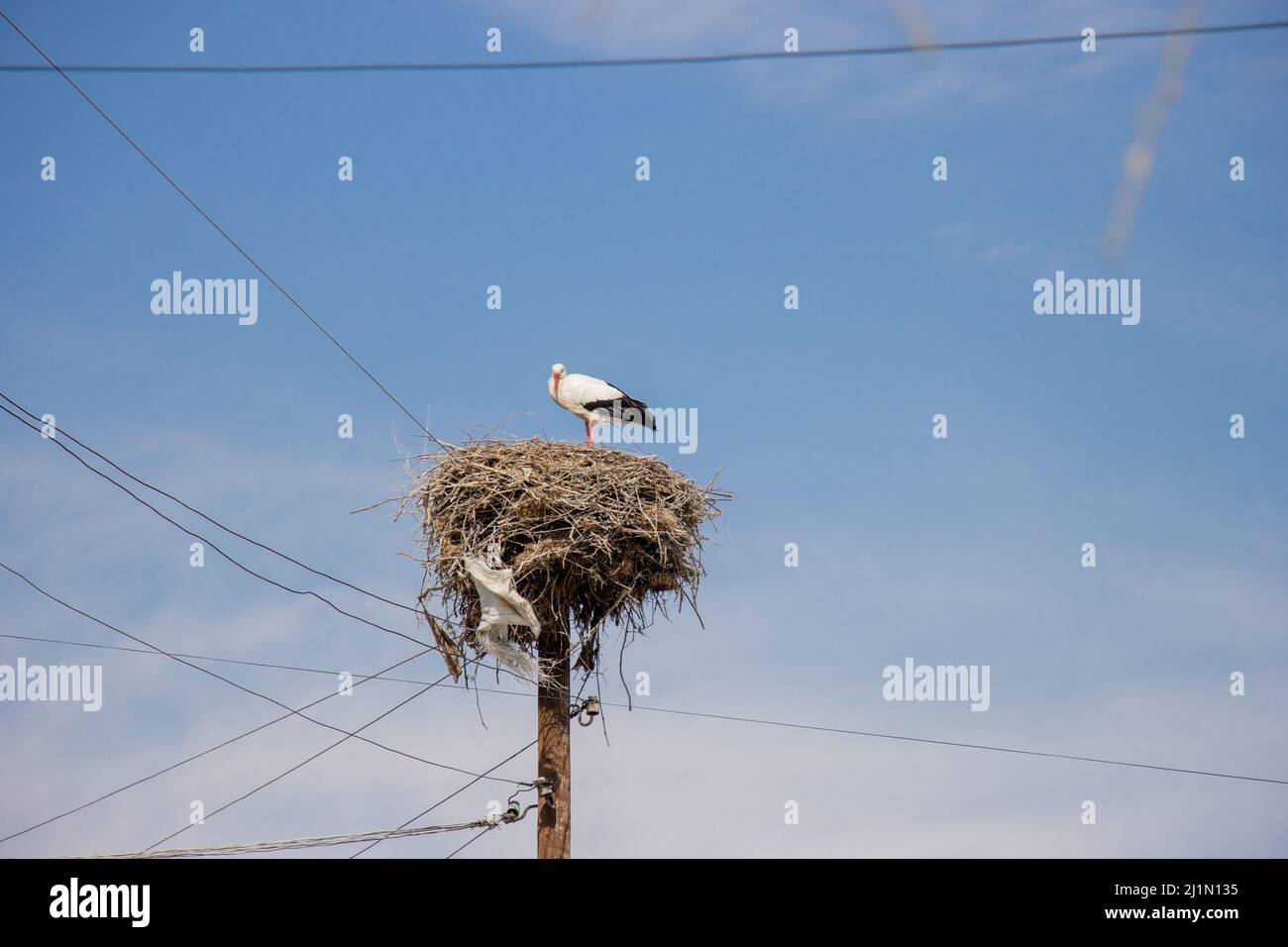 Stork in his nest. Spring day and Sky Stock Photo - Alamy