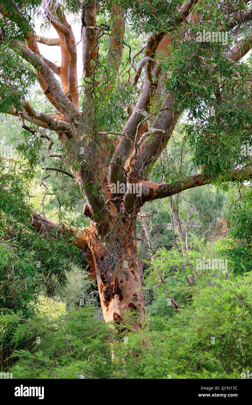 Smooth-Barked Apple Tree Stock Photo - Alamy