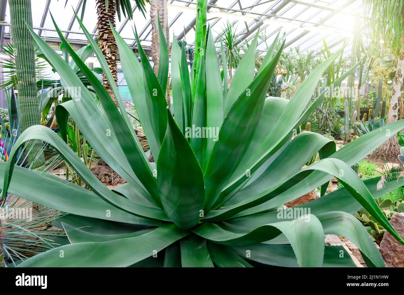 Huge agave hi-res stock photography and images - Alamy