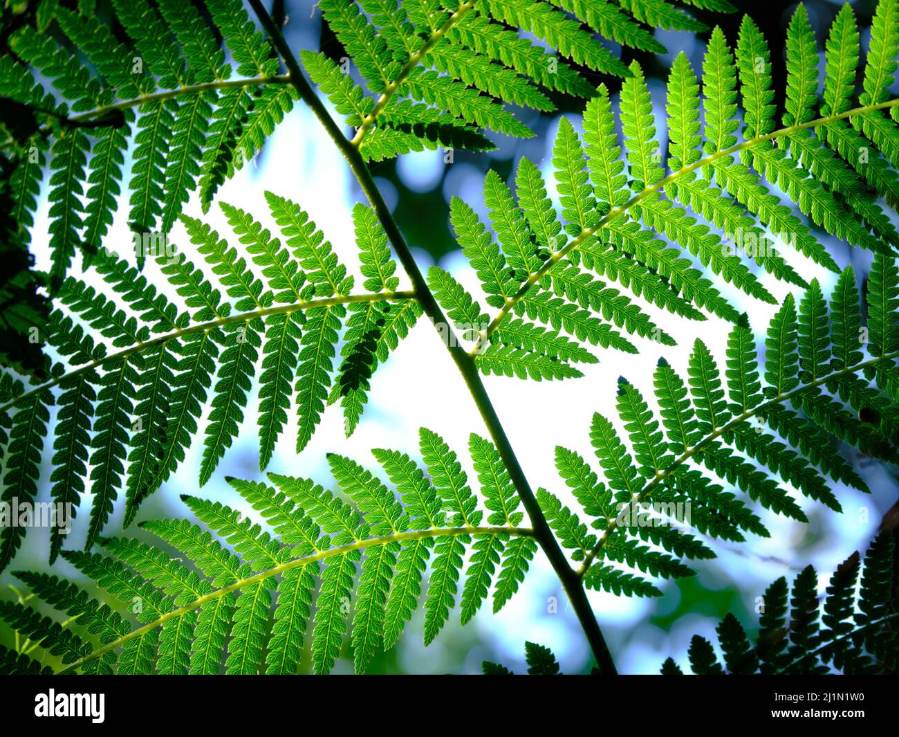Australian tree fern dicksonia antarctica hi-res stock photography and ...